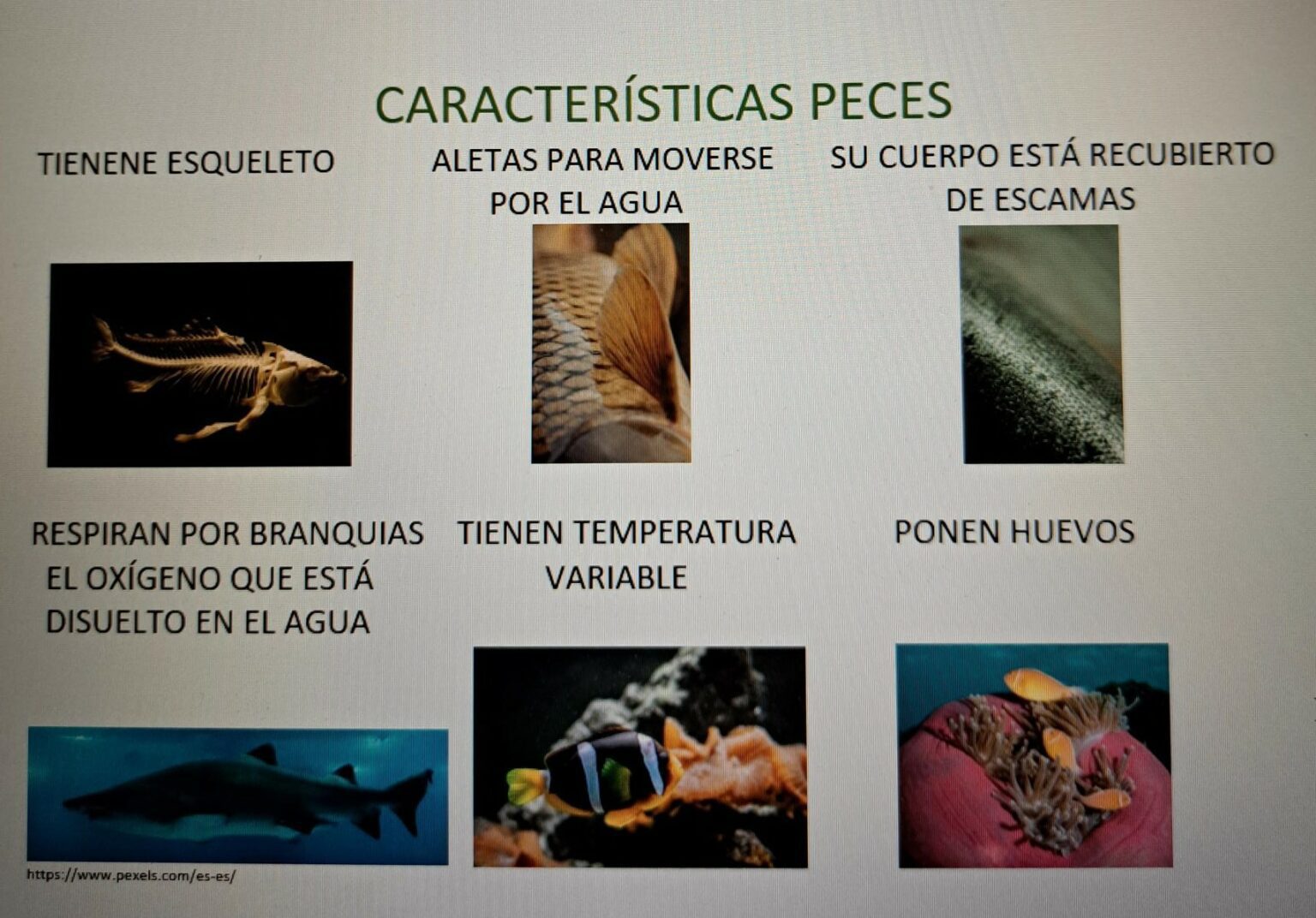 Proyecto Animales Marinos