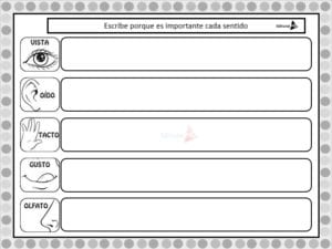 Los 5 sentidos Para Niños
