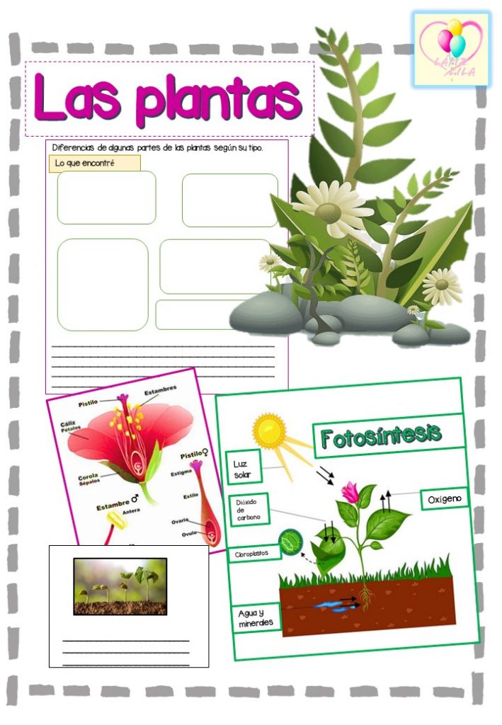 Unidad didáctica: Las Plantas.
