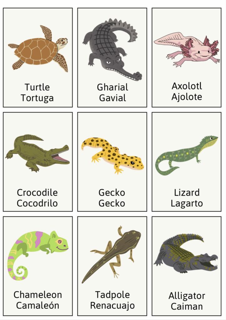Flashcards de animales (inglés y español)
