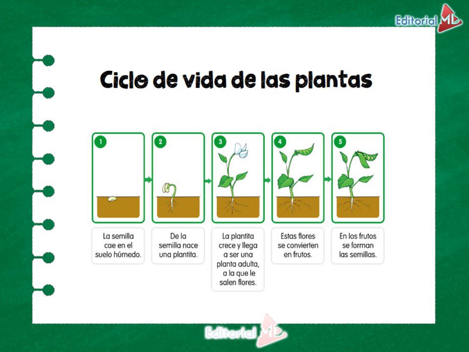 El Ciclo de Vida de los Seres Vivos Para Niños (Material para Imprimir)