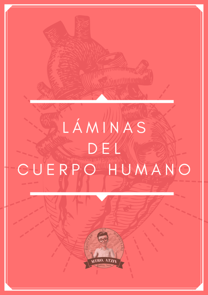 Láminas del Cuerpo Humano