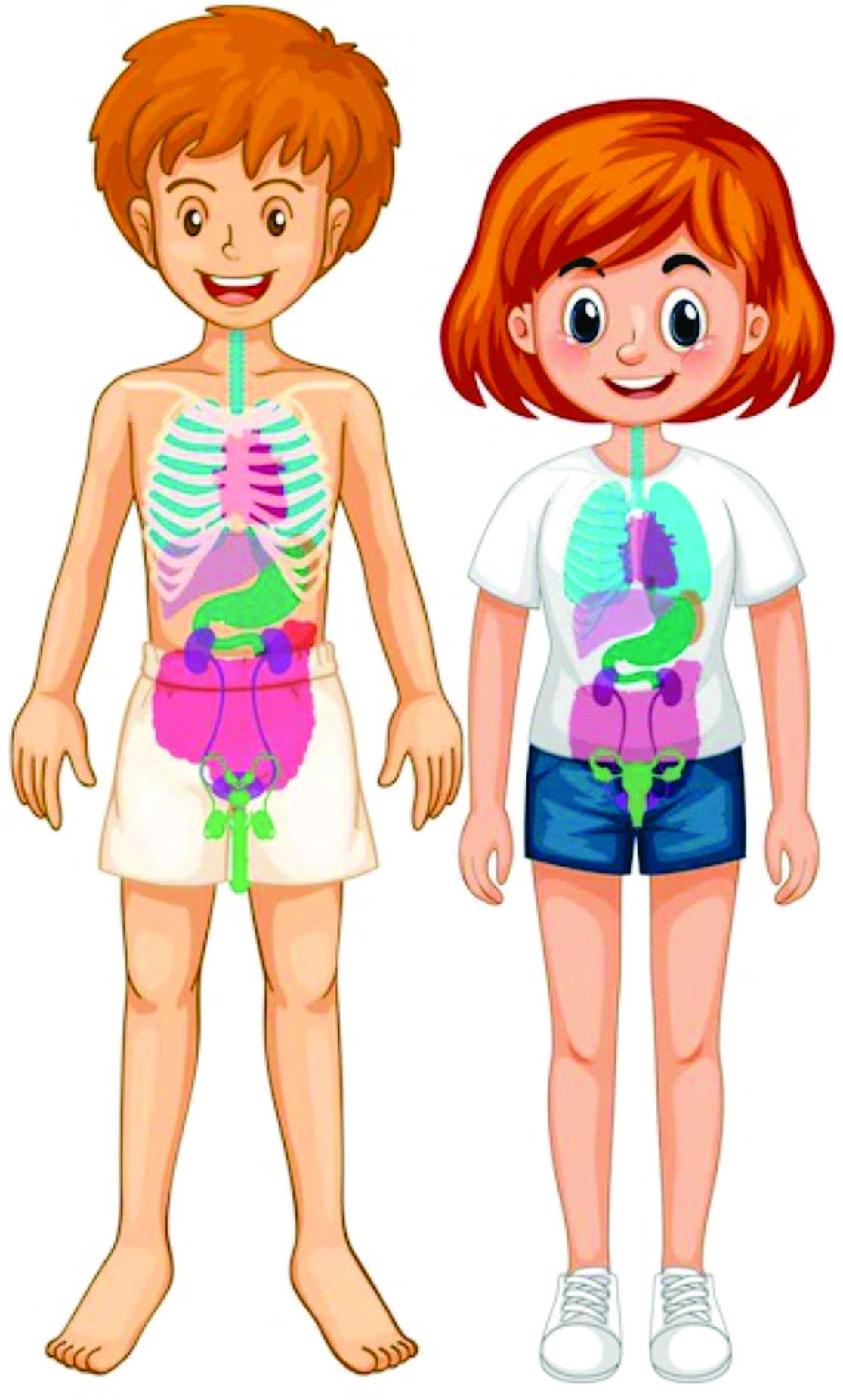 El cuerpo humano: Láminas infantiles