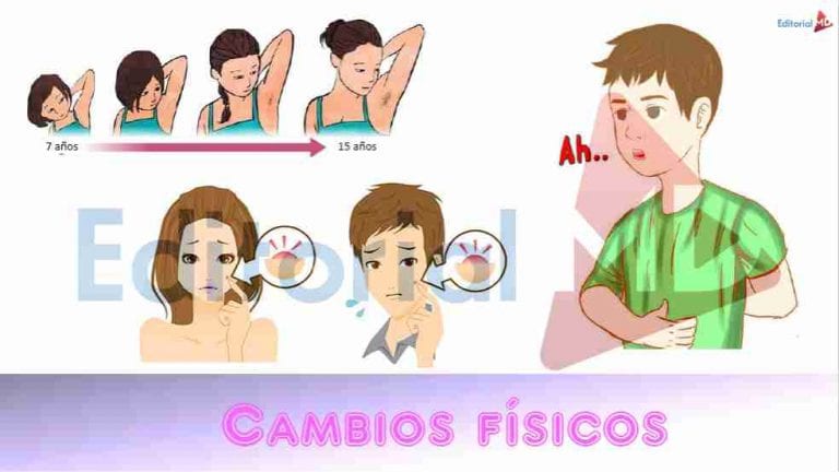 La Pubertad y Adolescencia Explicado Para niños