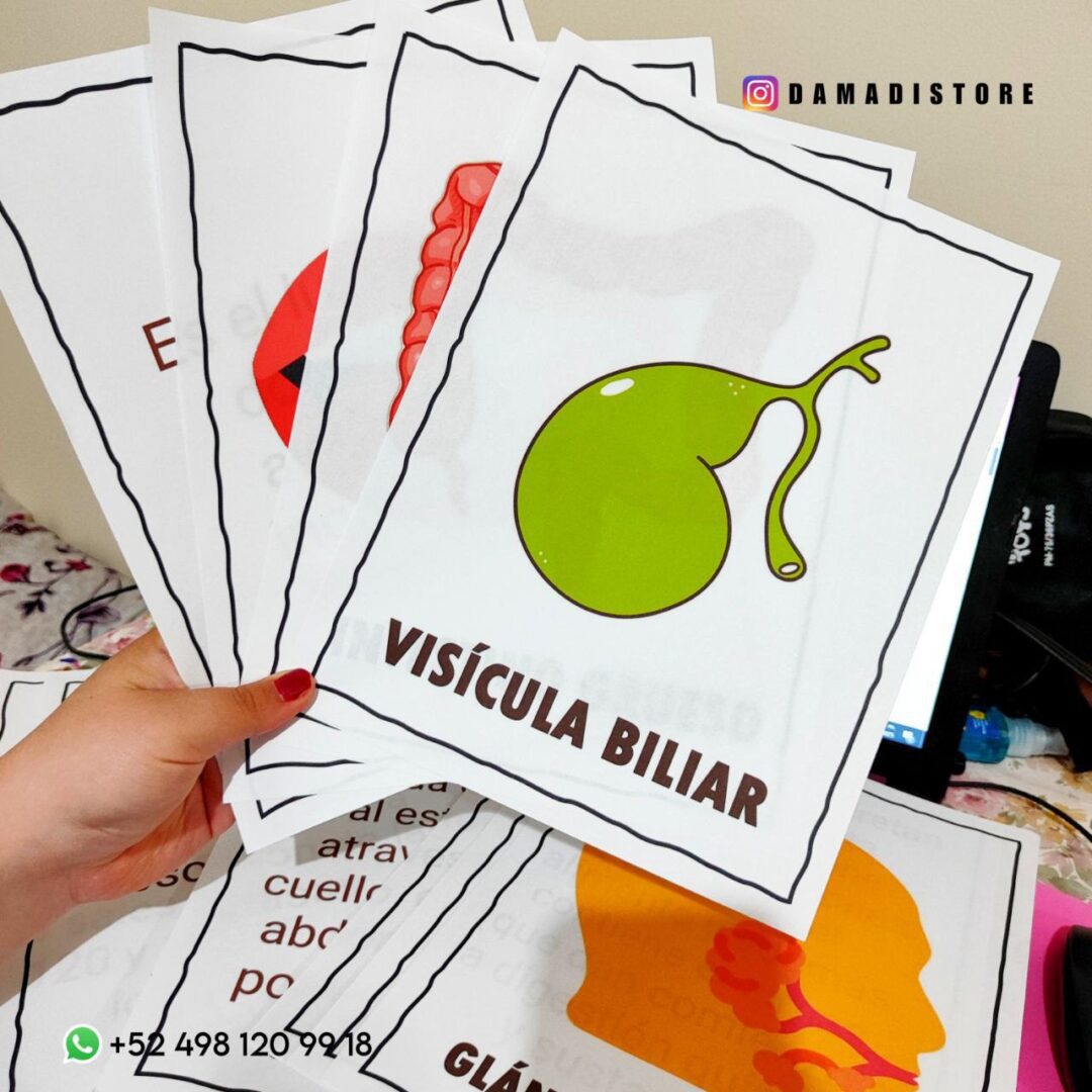 Flash Cards del sistema digestivo (Descripciones)